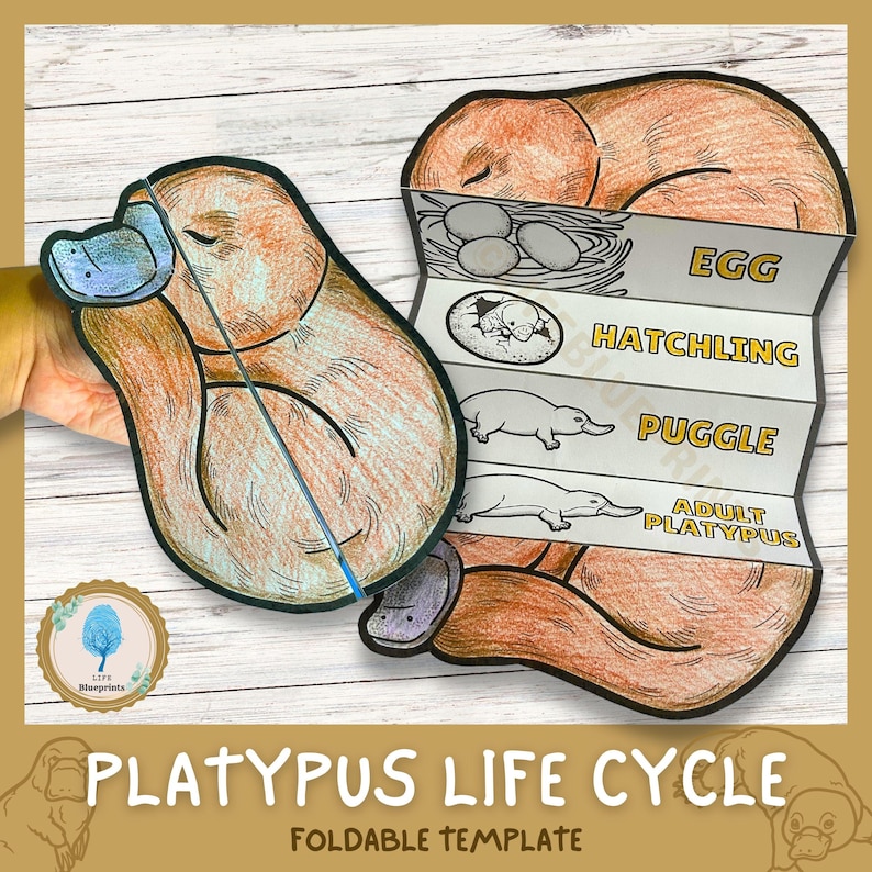 Platypus Life Cycle Science Activity for Kids | Foldable Craft ...