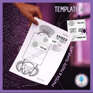 Life Cycle of a Spider Science Activity for Kids | Foldable Craft ...