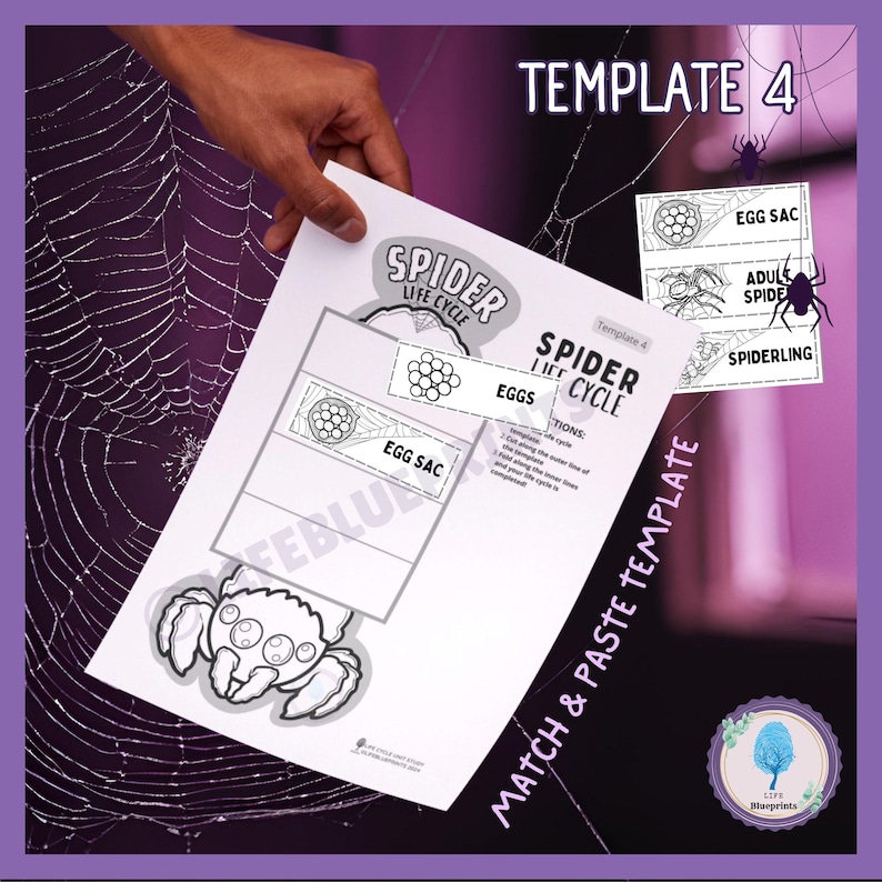 Life Cycle of a Spider Science Activity for Kids | Foldable Craft ...