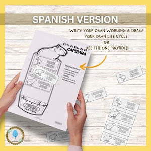 SPANISH Capybara Life Cycle Learning Activity for Kids | A4 and 11x8.5 ...