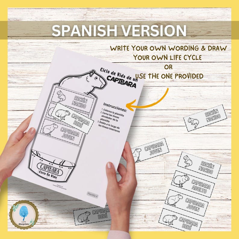 SPANISH Capybara Life Cycle Learning Activity for Kids A4 and 11x8.5 ...
