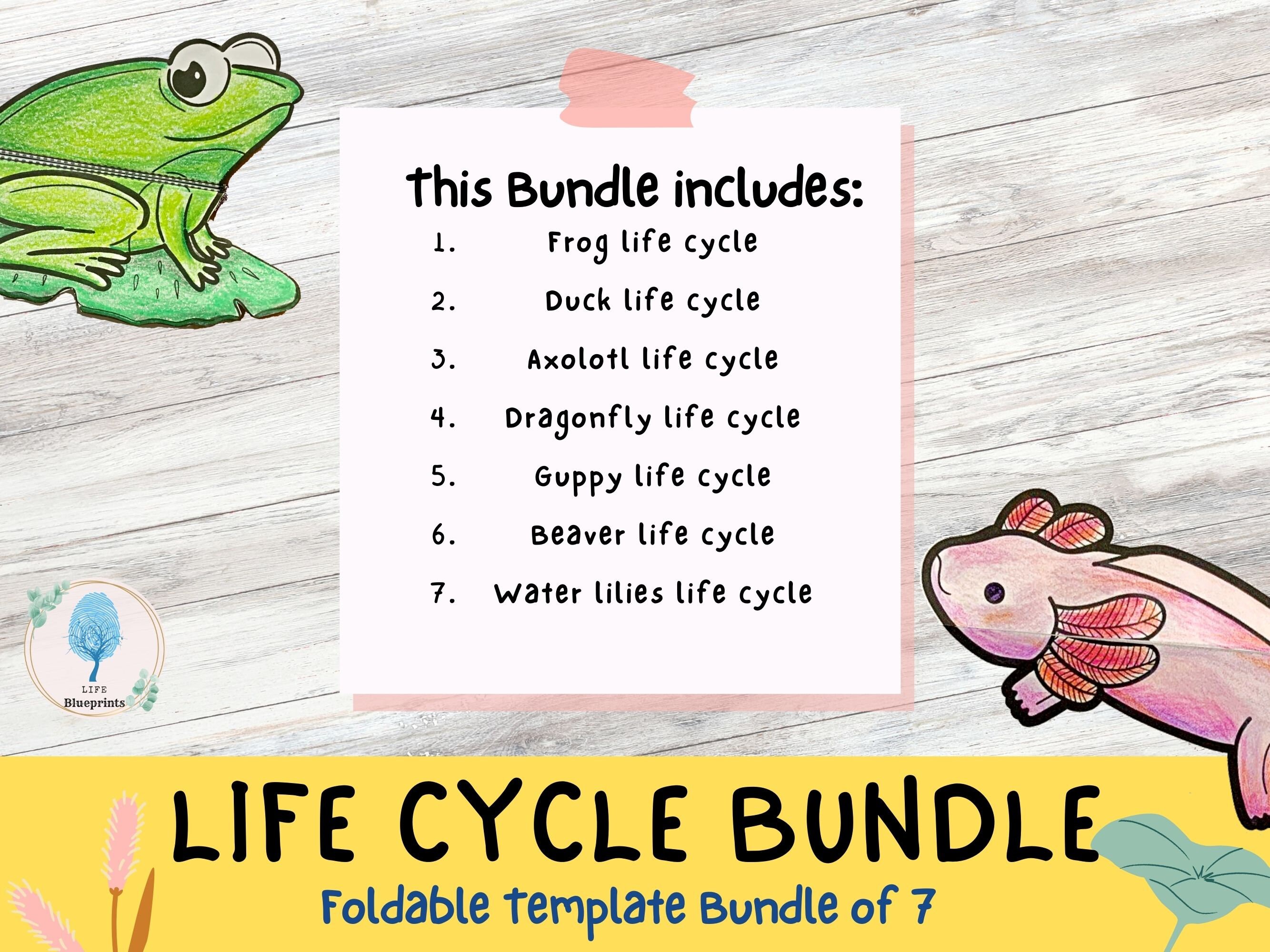 POND BIOME Life Cycle Bundle of 7 Templates Discounts With Bundle ...