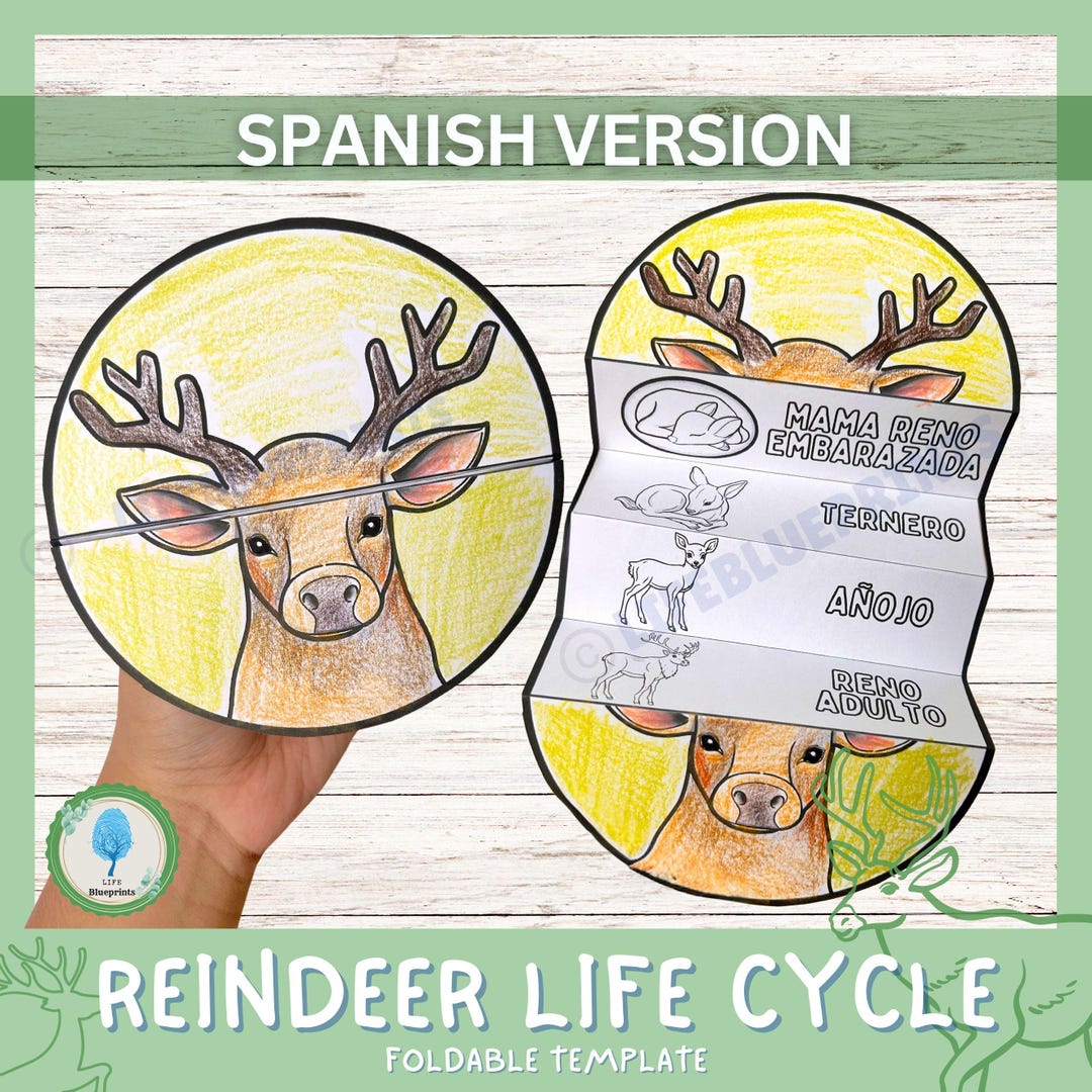REINDEER Life Cycle Foldable Template | Christmas Activities, Christmas ...