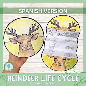 REINDEER Life Cycle Foldable Template | Christmas Activities, Christmas ...