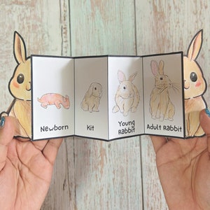 Rabbit Life Cycle Foldable Learning Activity for Kids A4 and 11x8.5 ...