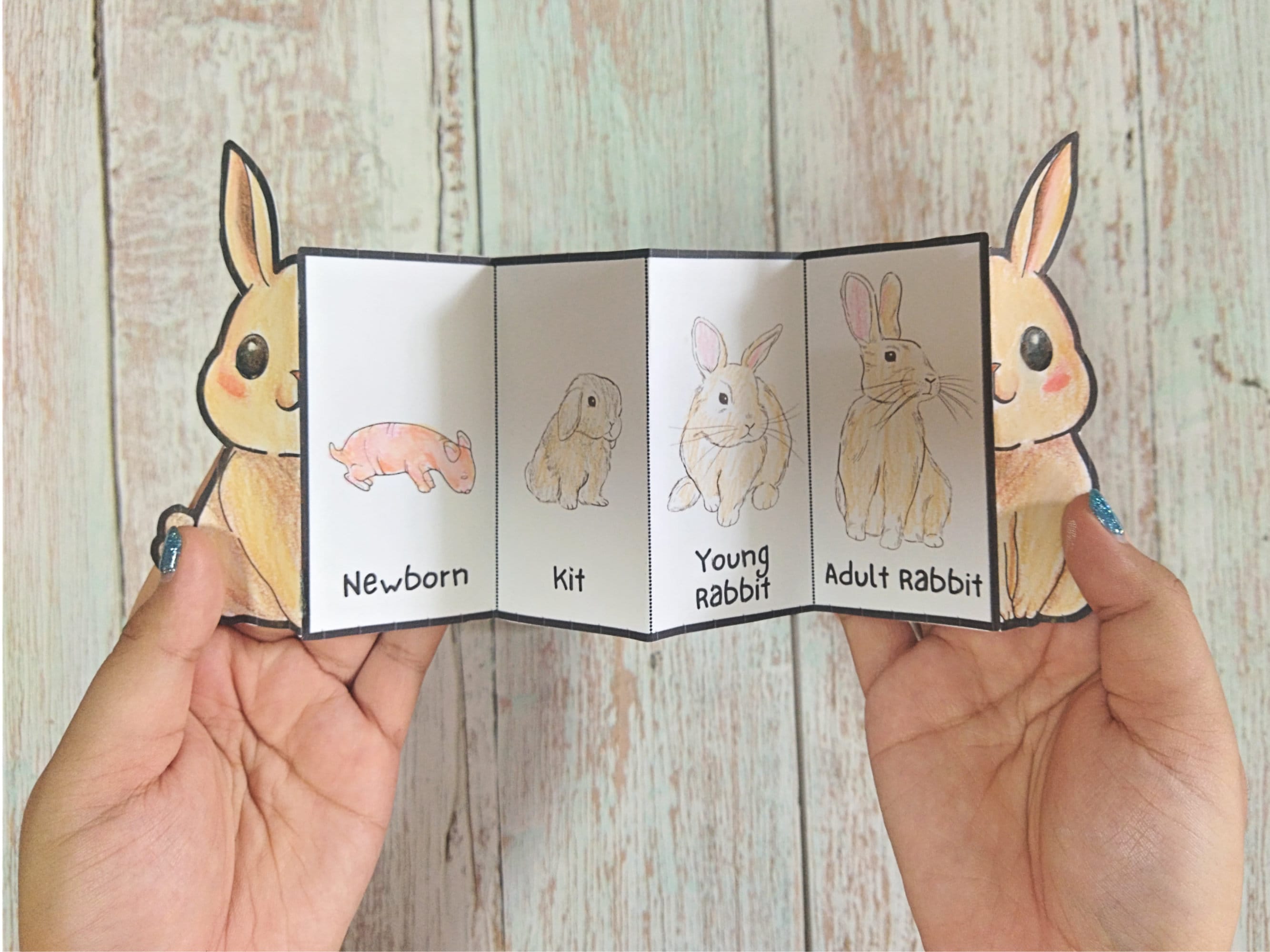 SPANISH Rabbit Life Cycle Foldable Learning Activity for Kids - Etsy