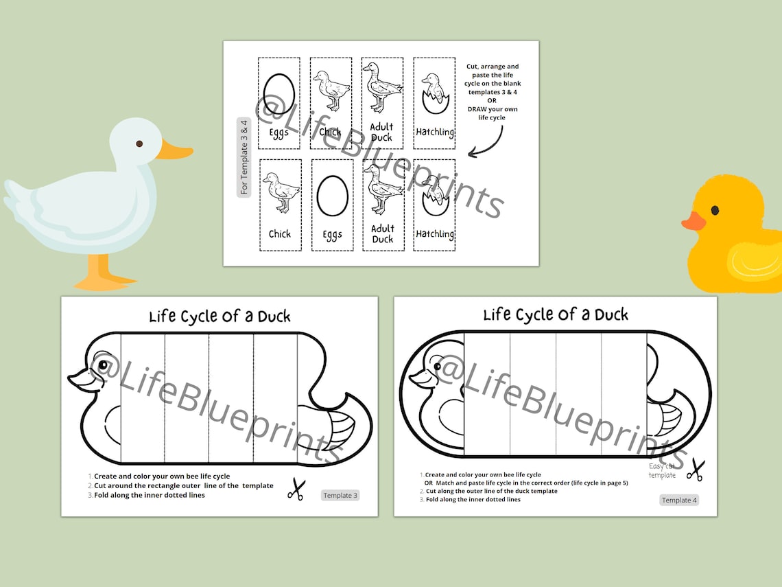 Foldable Duck Life Cycle Learning Activity for Kids A4 and 11x8.5 Inch ...