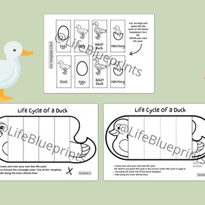 Foldable Duck Life Cycle Learning Activity for Kids | A4 and 11x8.5 ...