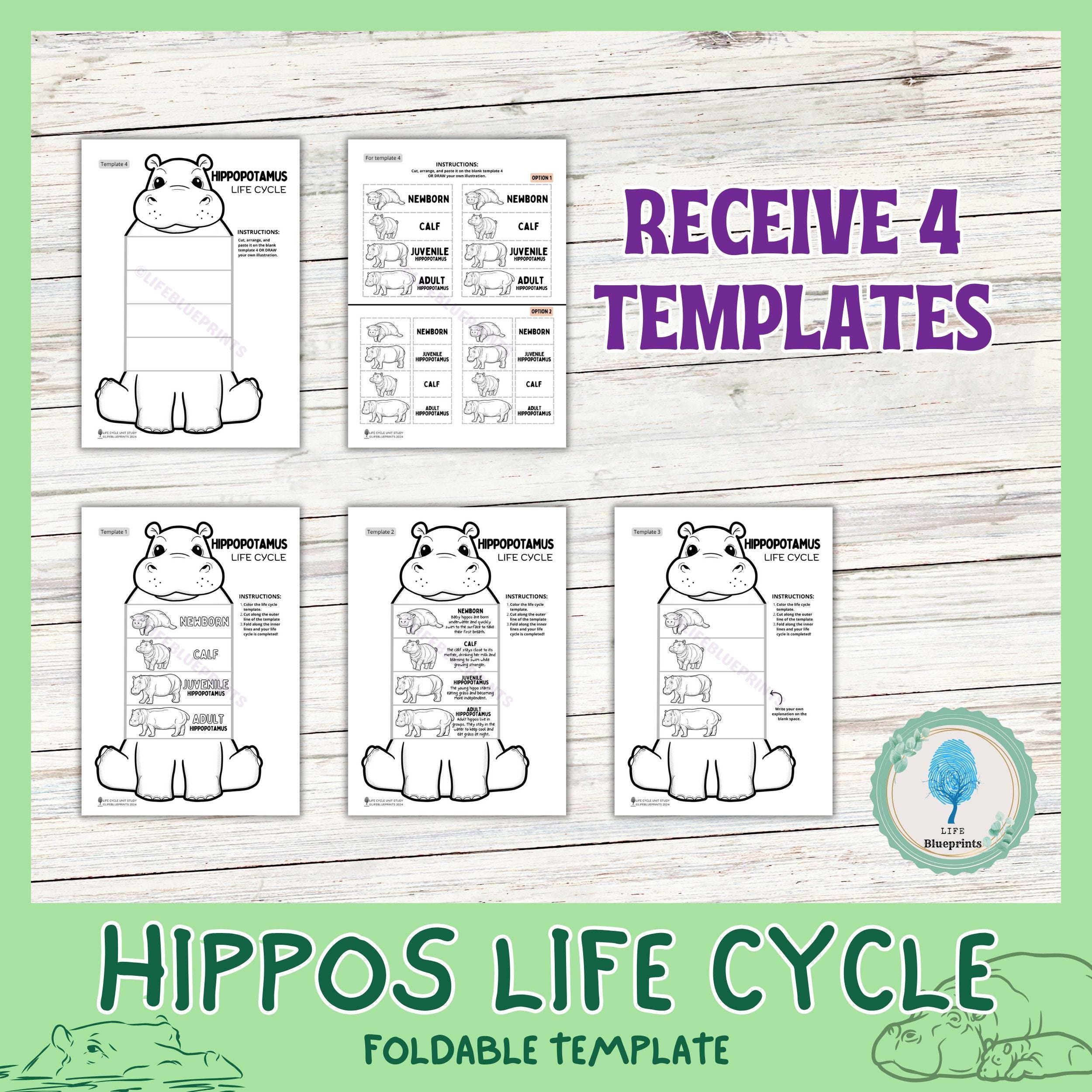 Hippopotamus Life Cycle Science Activity for Kids | Foldable Craft ...