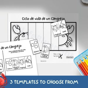 SPANISH Crab Life Cycle Learning Activity for Kids | Montessori ...