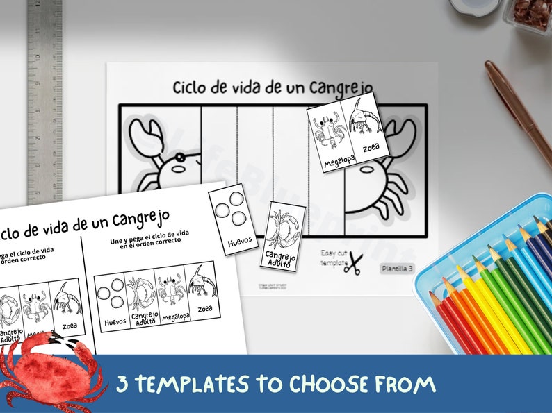 SPANISH Crab Life Cycle Learning Activity for Kids | Montessori ...