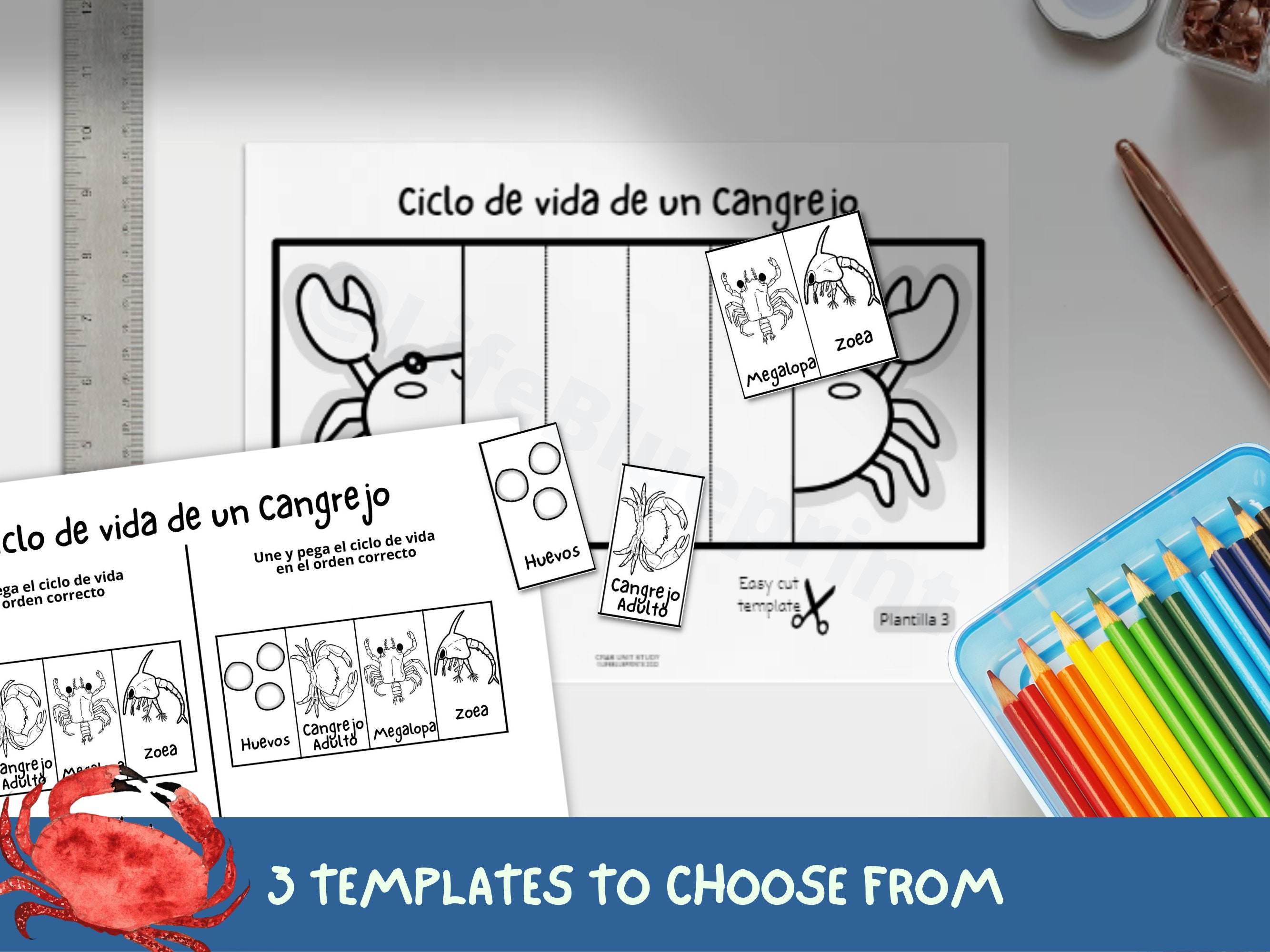 SPANISH Crab Life Cycle Learning Activity for Kids | Montessori ...