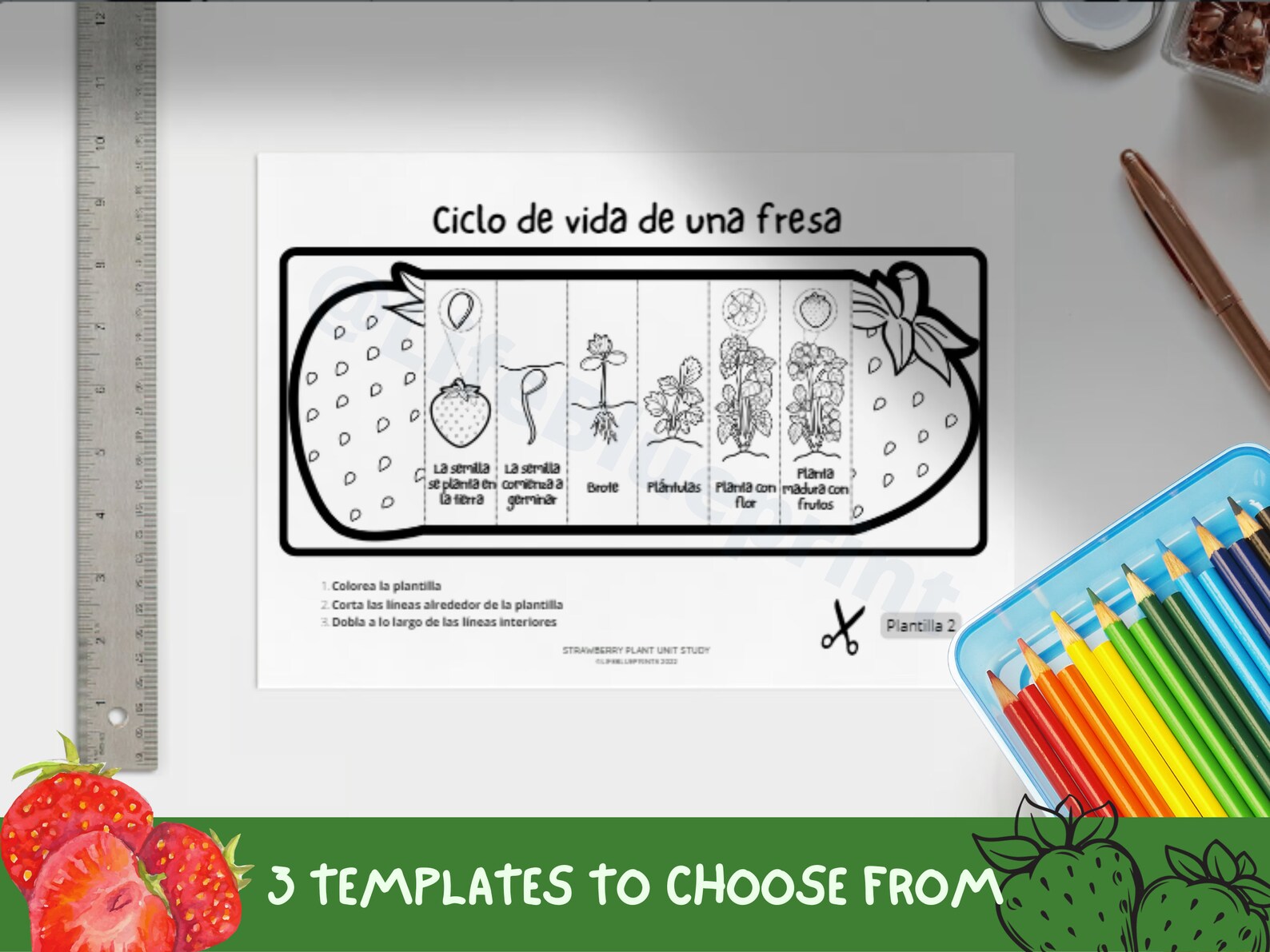 SPANISH Strawberry Life Cycle Foldable Kids' Craft Science Activity ...