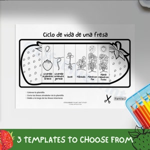 SPANISH Strawberry Life Cycle Foldable Kids' Craft Science Activity ...