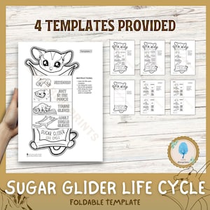 Sugar Glider Life Cycle Activity for Kids | Foldable Craft | Australian ...