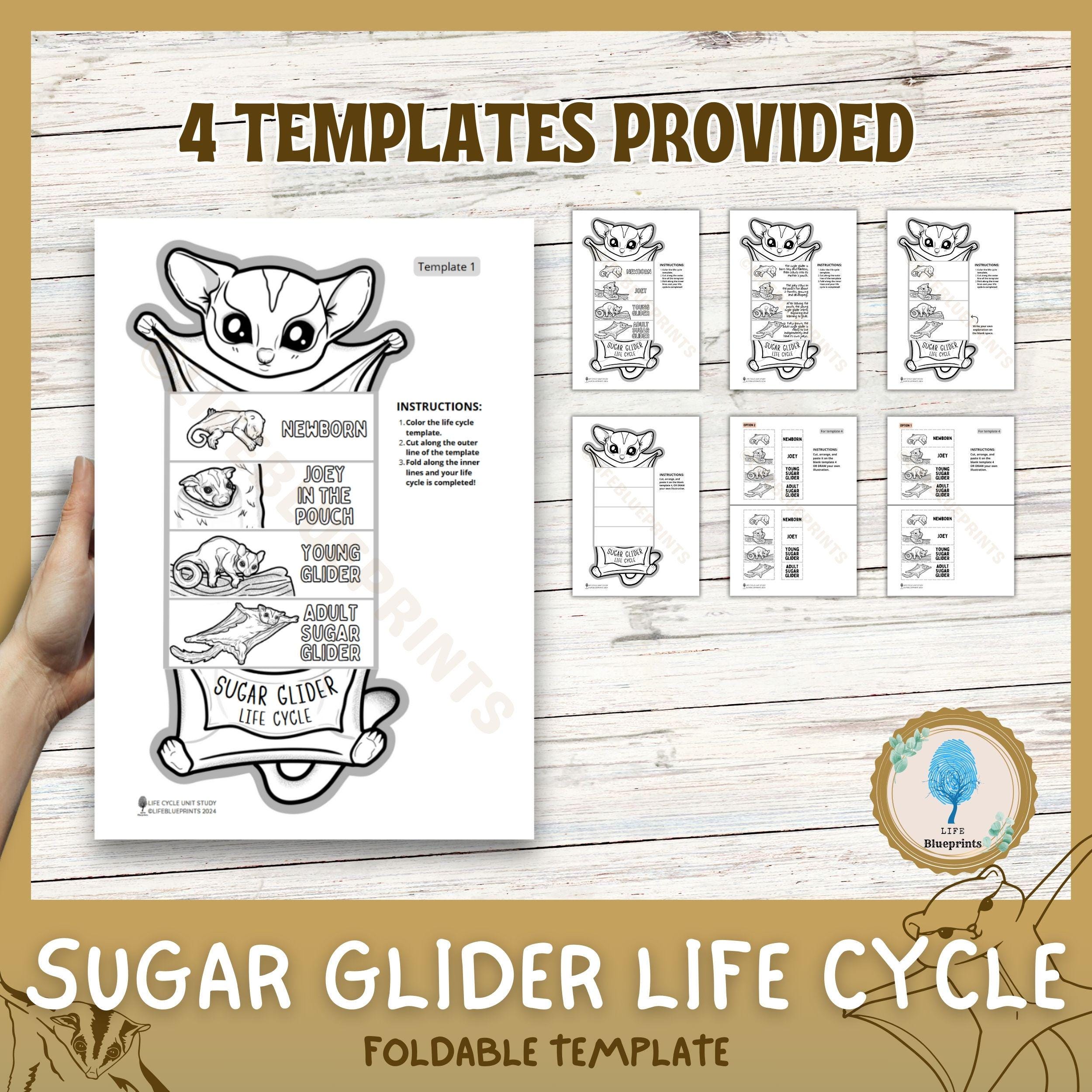 Sugar Glider Life Cycle Activity for Kids | Foldable Craft | Australian ...