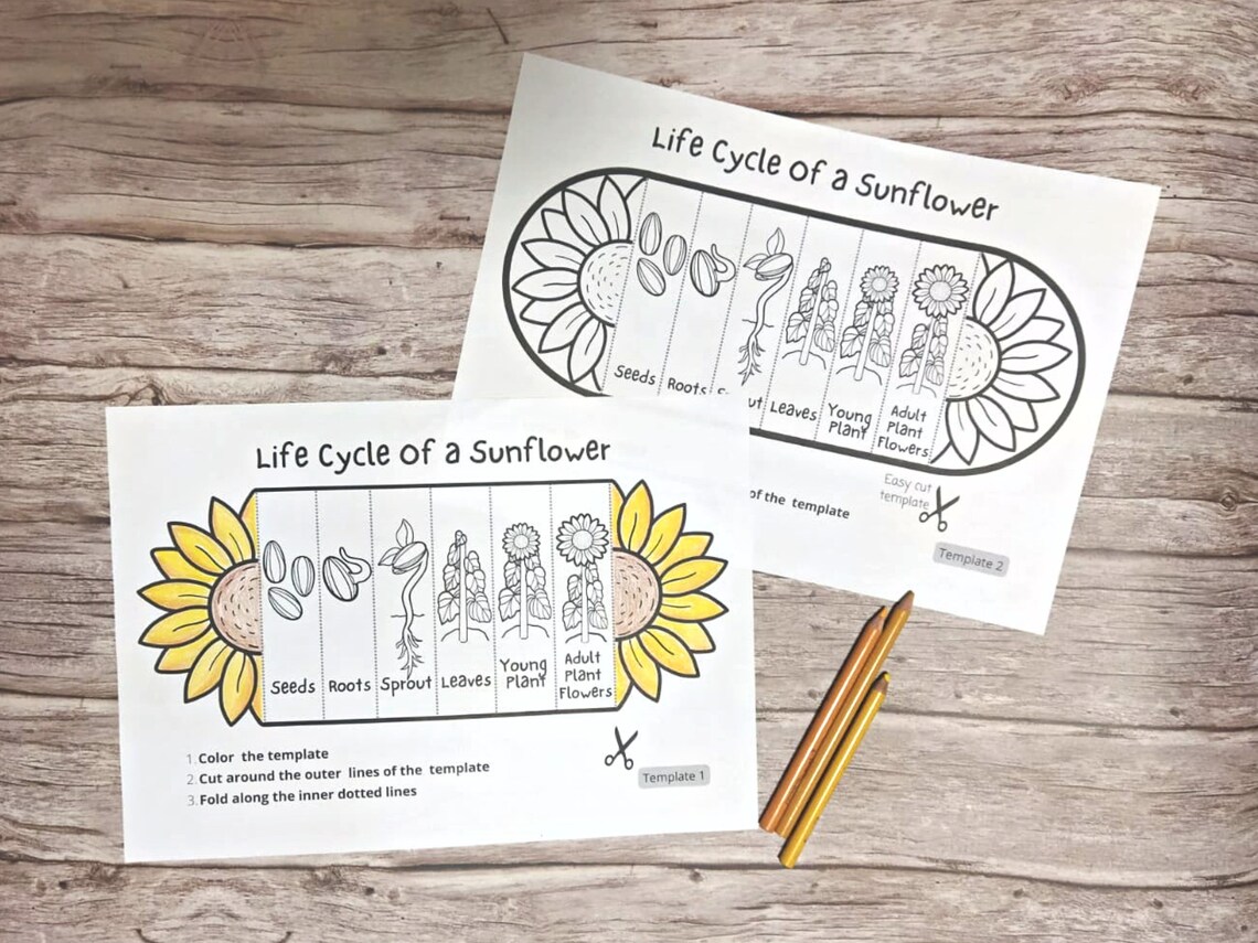 Foldable Sunflower Life Cycle Learning Activity for Kids A4 - Etsy