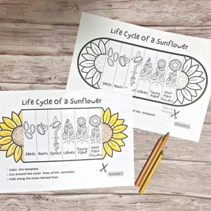 Foldable Sunflower Life Cycle Learning Activity for Kids A4 and 11x8.5 ...