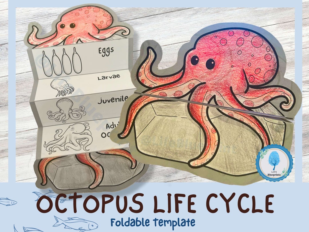 Foldable Octopus Life Cycle Learning Activity for Kids | A4 and 11x8.5 ...