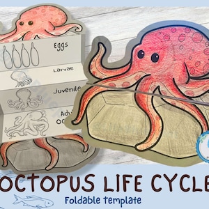 Foldable Octopus Life Cycle Learning Activity for Kids | A4 and 11x8.5 ...