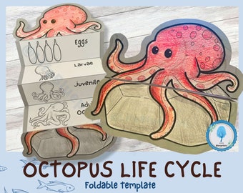 Octopus Life Cycle Diagram Octopus Life Cycle And Parts Of An Octopus