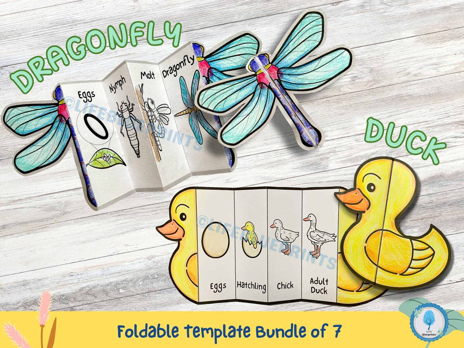 POND BIOME Life Cycle Bundle of 7 Templates Discounts With Bundle ...
