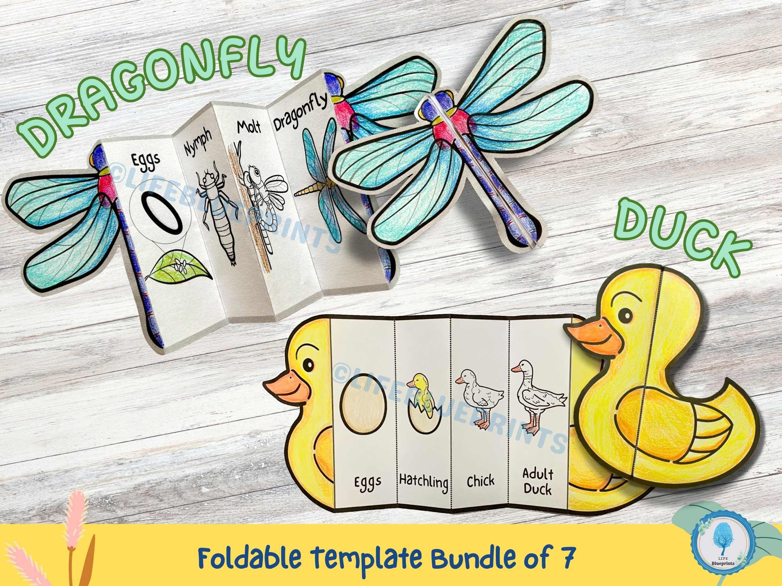 POND BIOME Life Cycle Bundle of 7 Templates | Discounts With Bundle ...