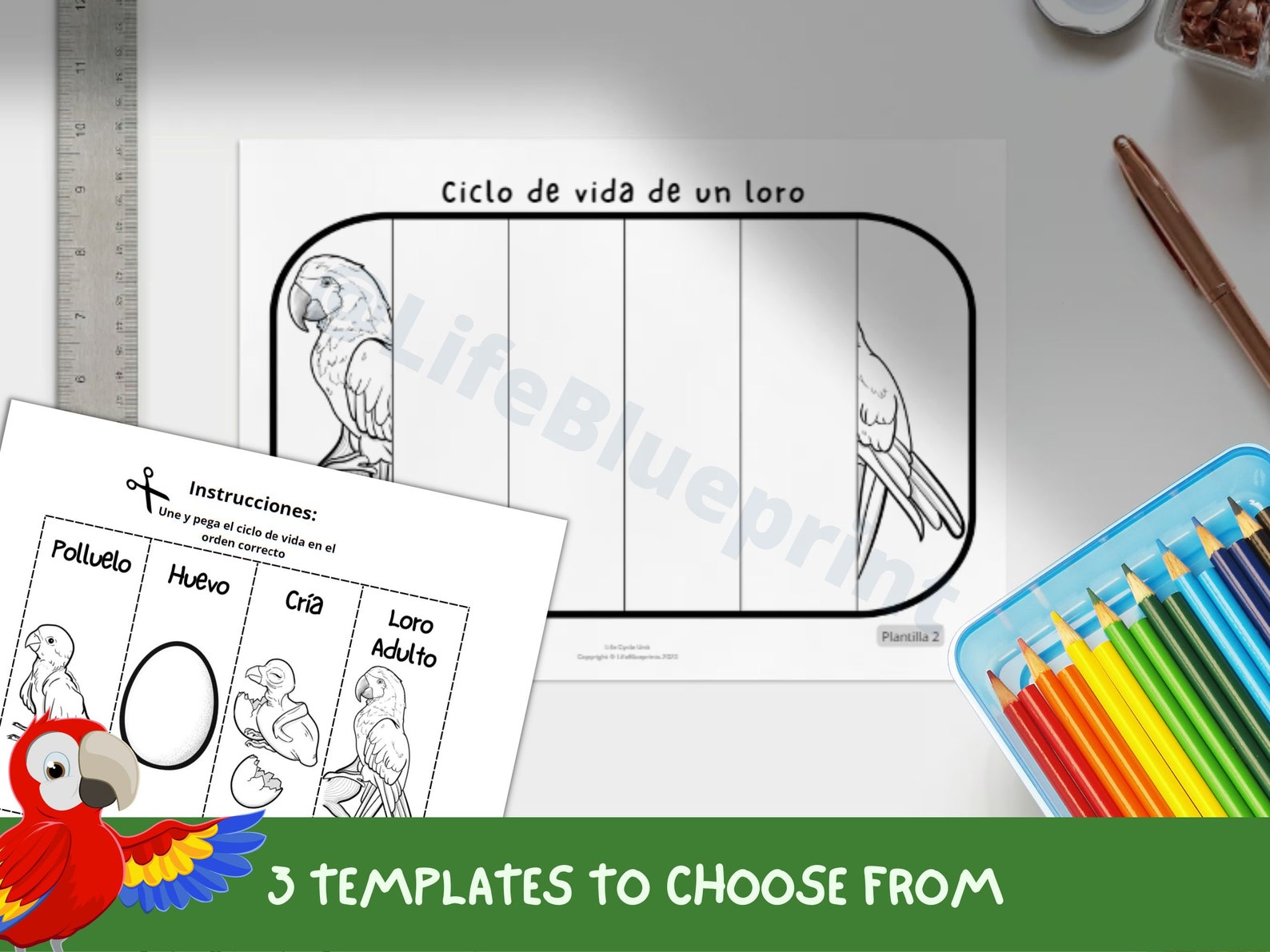 SPANISH Parrot Life Cycle Learning Activity for Kids Montessori ...