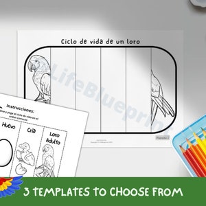 SPANISH Parrot Life Cycle Learning Activity for Kids Montessori ...