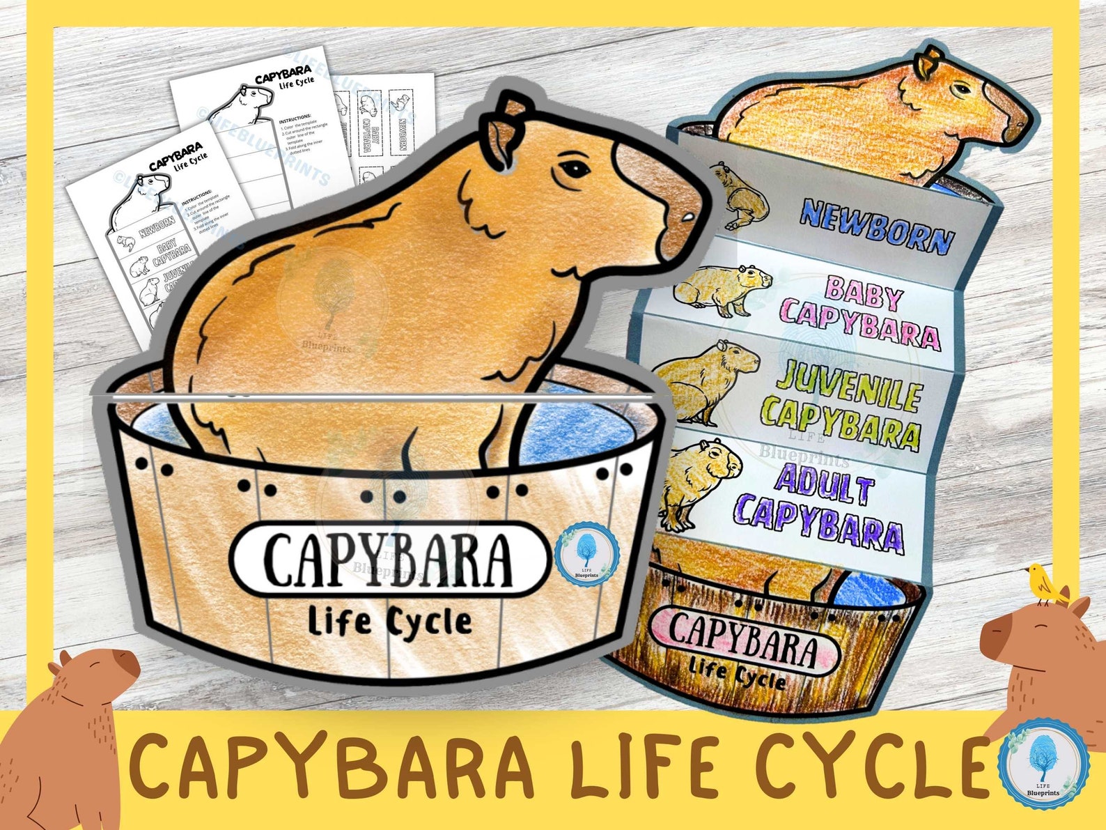 Capybara Life Cycle Learning Activity for Kids | A4 and 11x8.5 Inch ...