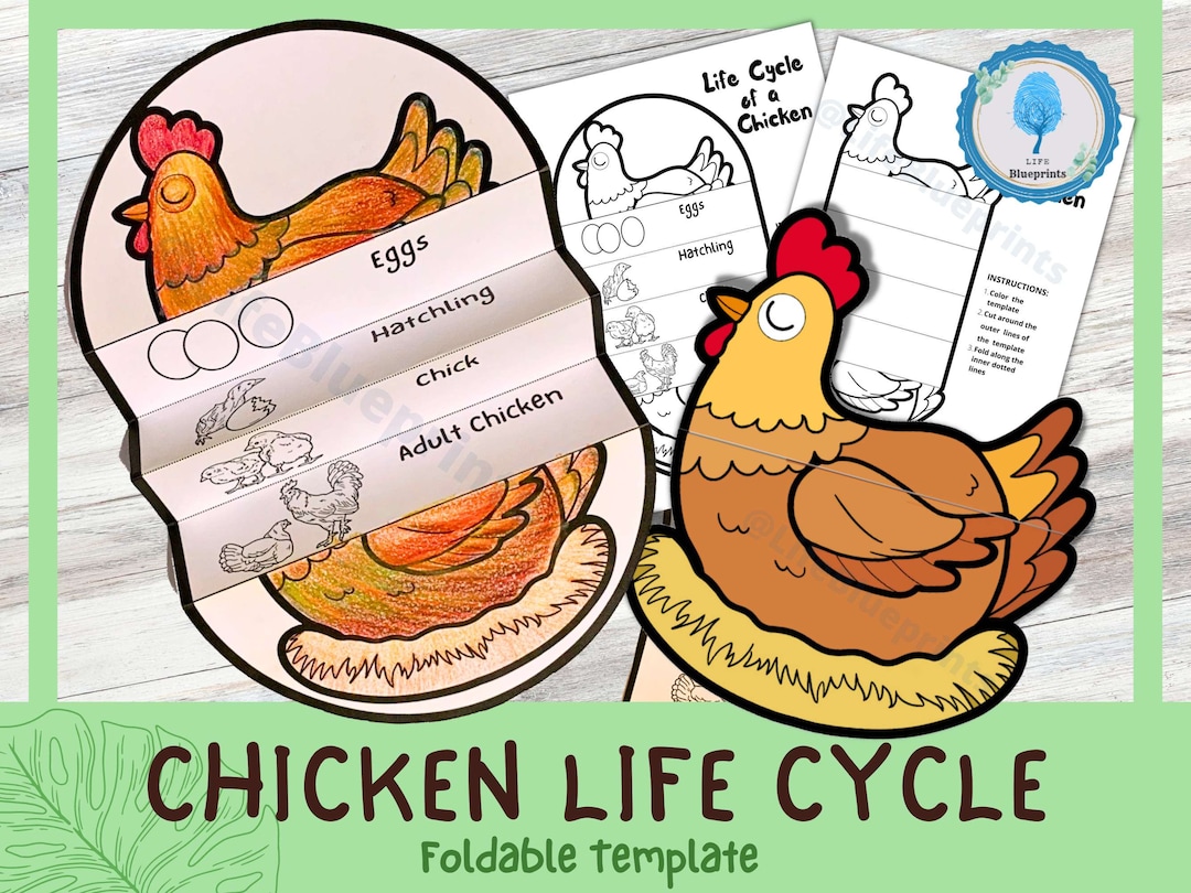 Foldable Chicken Life Cycle Learning Activity for Kids | A4 and 11x8.5 ...