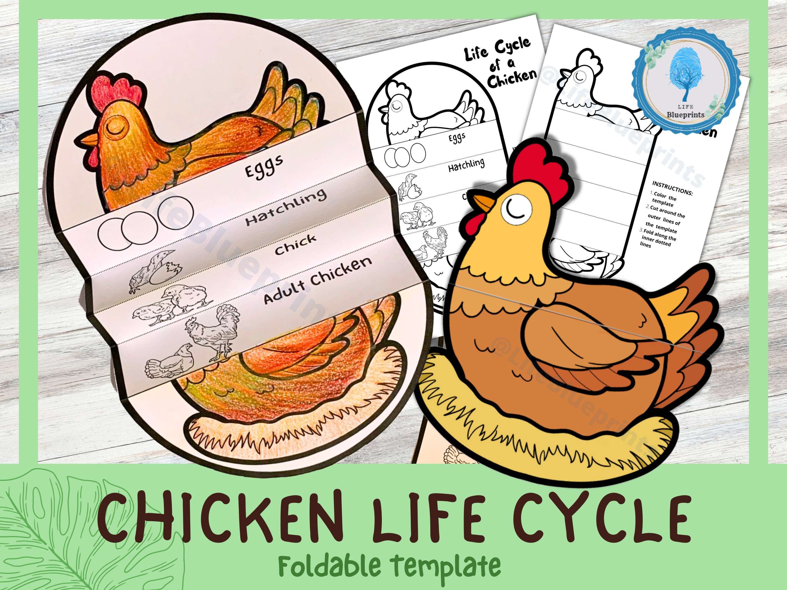 Foldable Chicken Life Cycle Learning Activity for Kids A4 and 11x8.5 ...