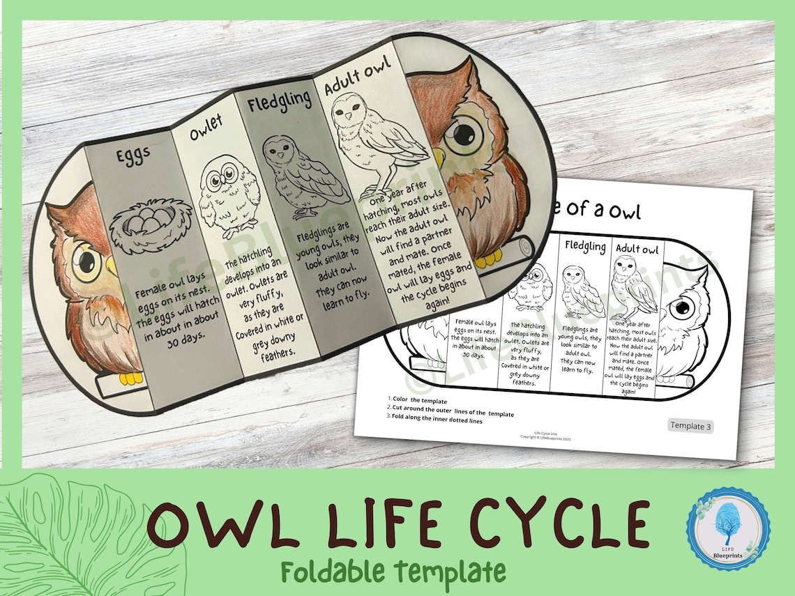 Foldable Owl Life Cycle Learning Activity for Kids A4 and 11x8.5 Inch ...