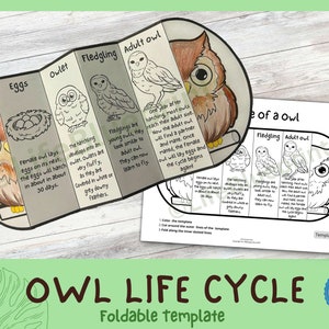 Foldable Owl Life Cycle Learning Activity for Kids | Perfect Halloween ...