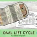 Foldable Owl Life Cycle Learning Activity for Kids | Perfect Halloween ...