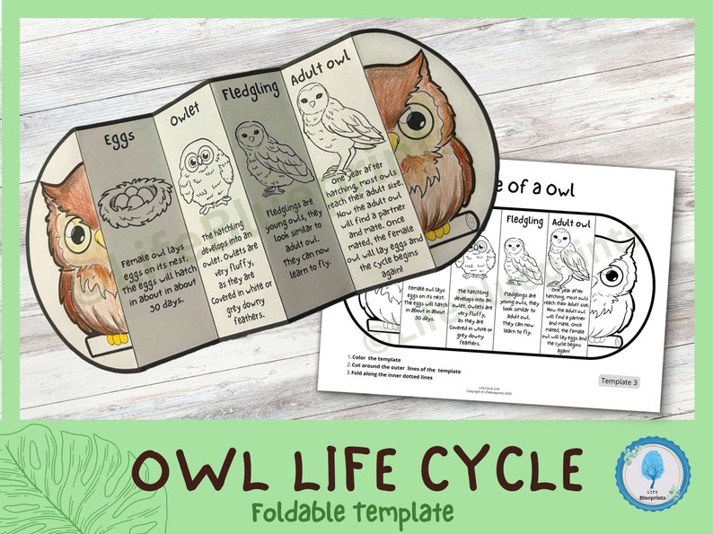 Foldable Owl Life Cycle Learning Activity for Kids | Perfect Halloween ...