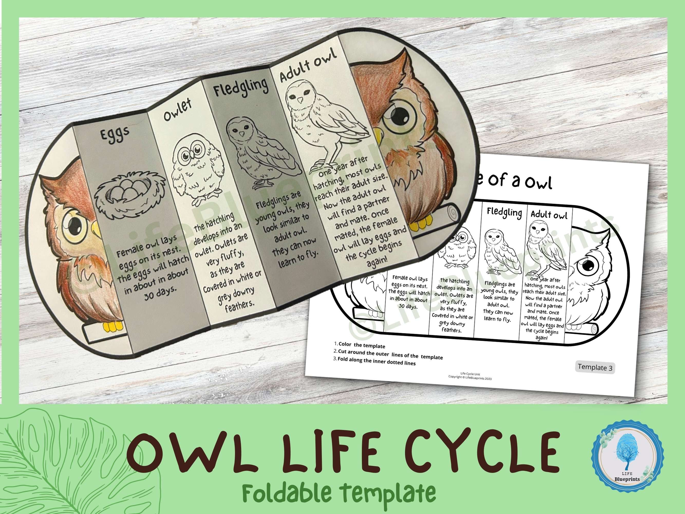 Foldable Owl Life Cycle Learning Activity for Kids | Perfect Halloween ...