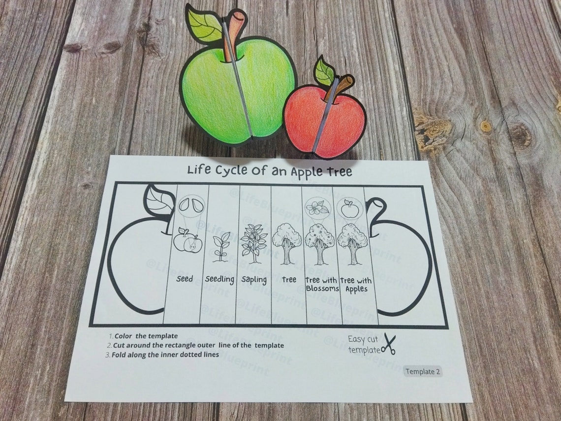 Foldable Apple Life Cycle Learning Activity for Kids A4 and - Etsy