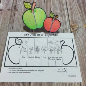 Foldable Apple Life Cycle Learning Activity for Kids A4 and 11x8.5 Inch ...