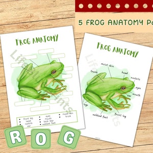Frog Anatomy Poster, Nature Study, Science, Montessori, Homeschool ...