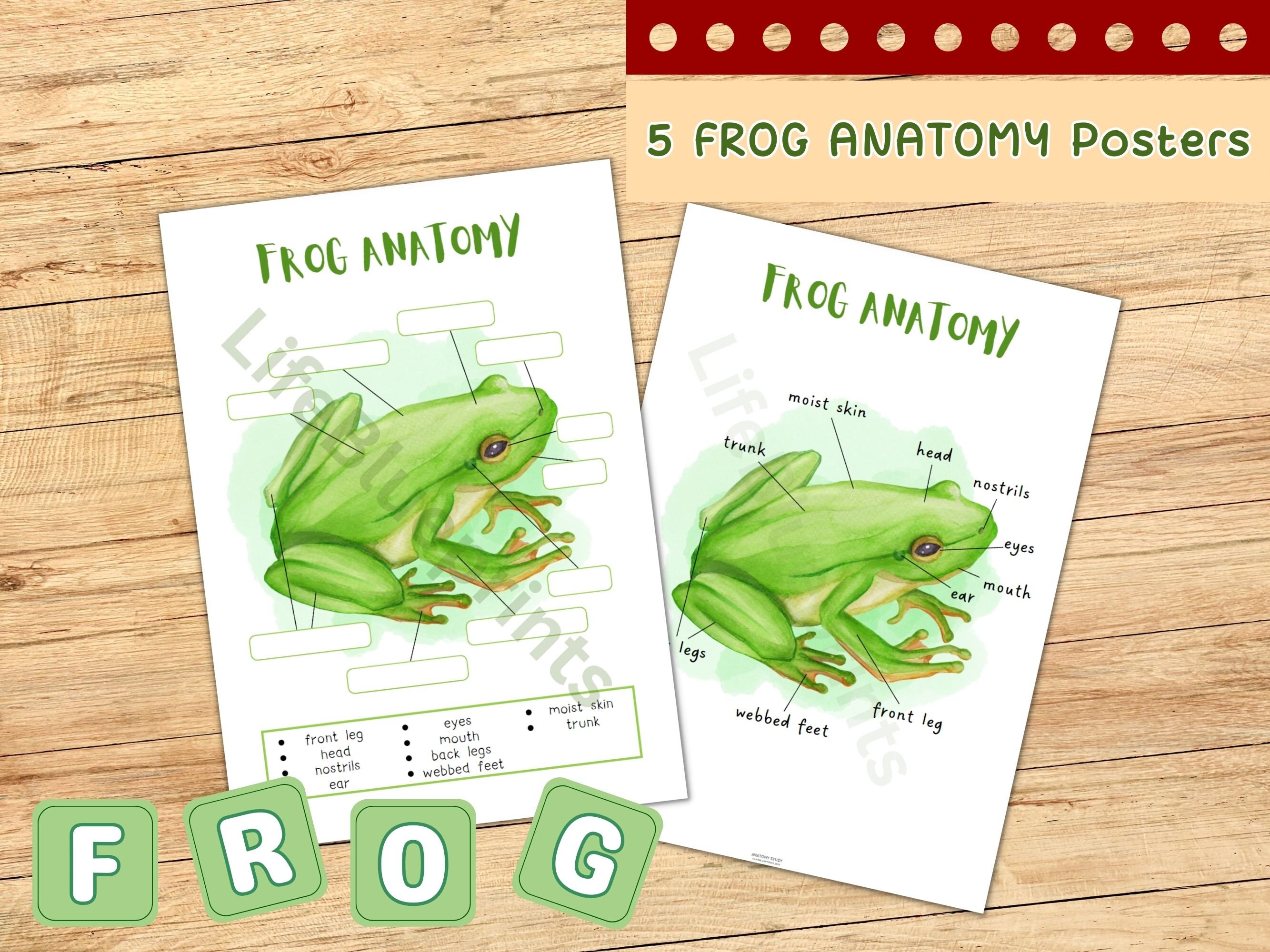 Frog Anatomy Poster, Nature Study, Science, Montessori, Homeschool ...