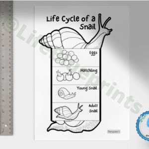 Foldable Snail Life Cycle Learning Activity for Kids | A4 and 11x8.5 ...