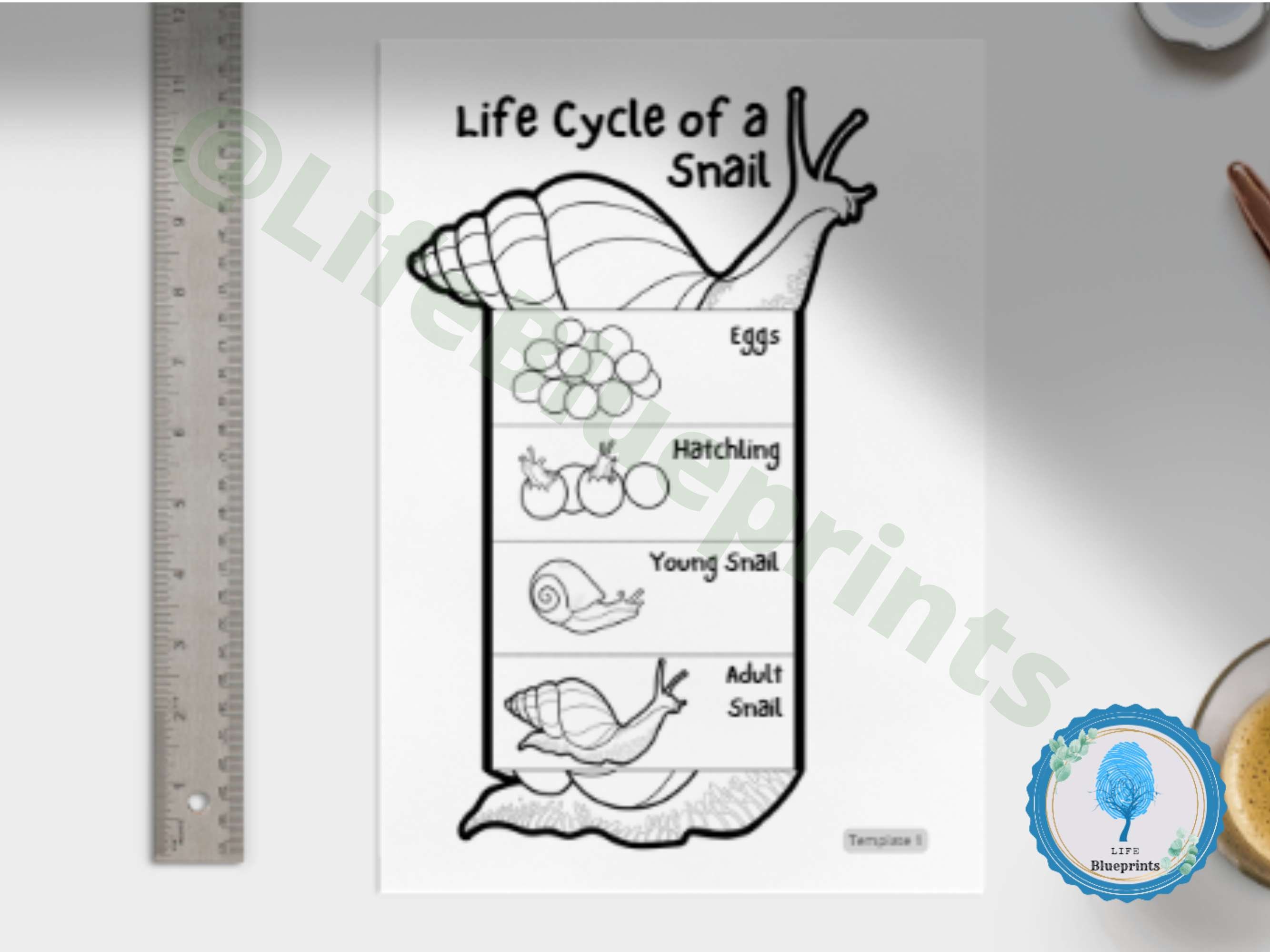 Foldable Snail Life Cycle Learning Activity for Kids A4 and 11x8.5 Inch ...