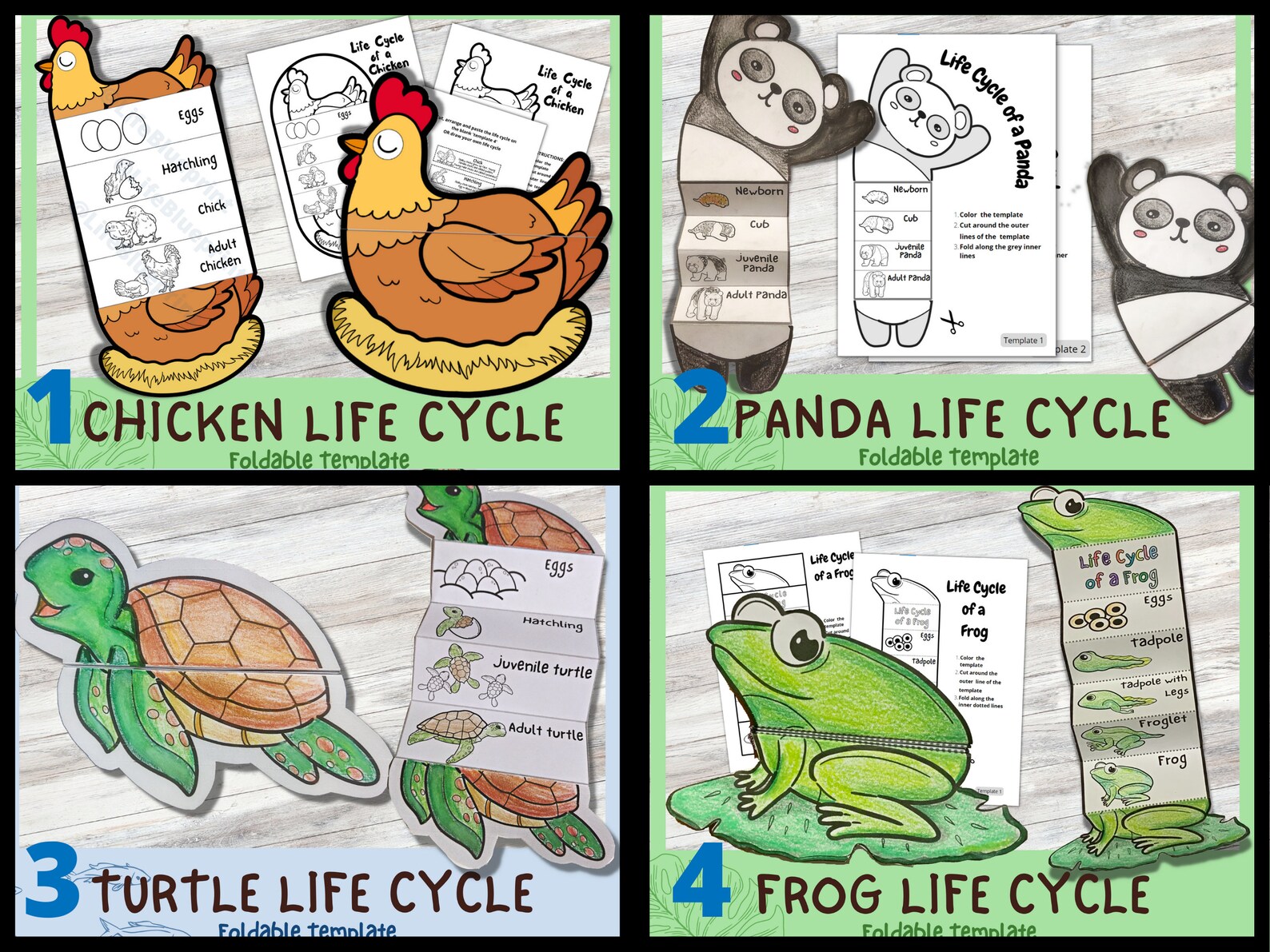 Life Cycle Bundle of 6 Bird Amphibian Mammal Insect - Etsy
