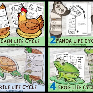 Life Cycle Bundle of 6 | Bird, Amphibian, Mammal, Insect, Plant, Marine ...