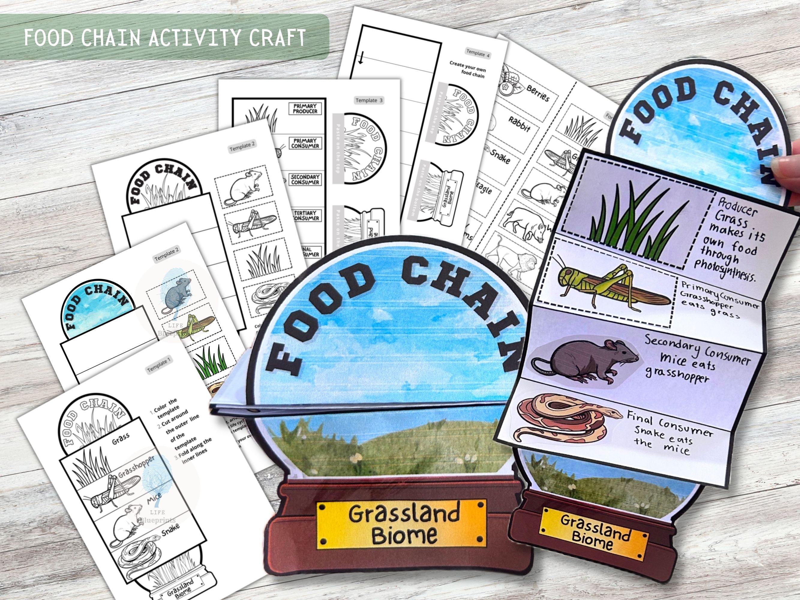 Grassland Food Chains Unit Study Snow Globe Food Web Printable A4 ...