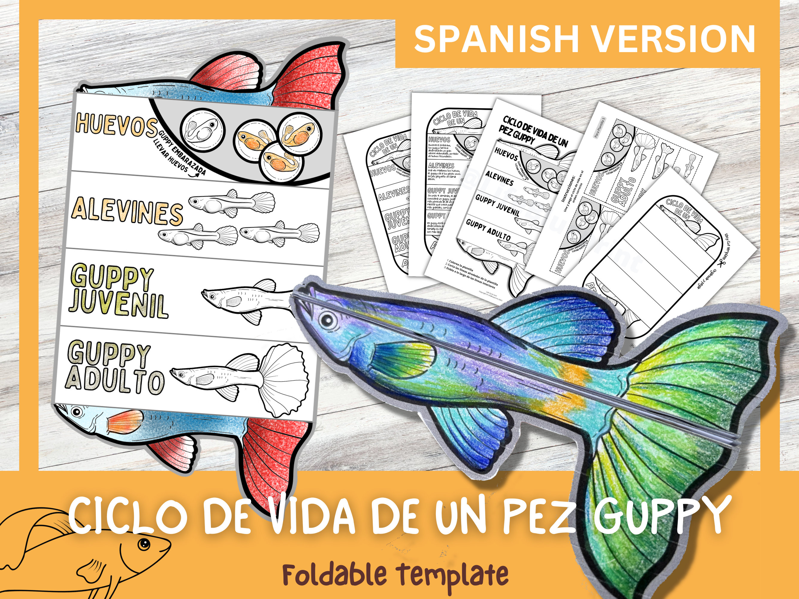 Ciclo De Vida Del Pez Guppy