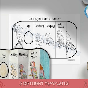 Foldable Parrot Life Cycle Learning Activity for Kids | A4 and 11x8.5 ...