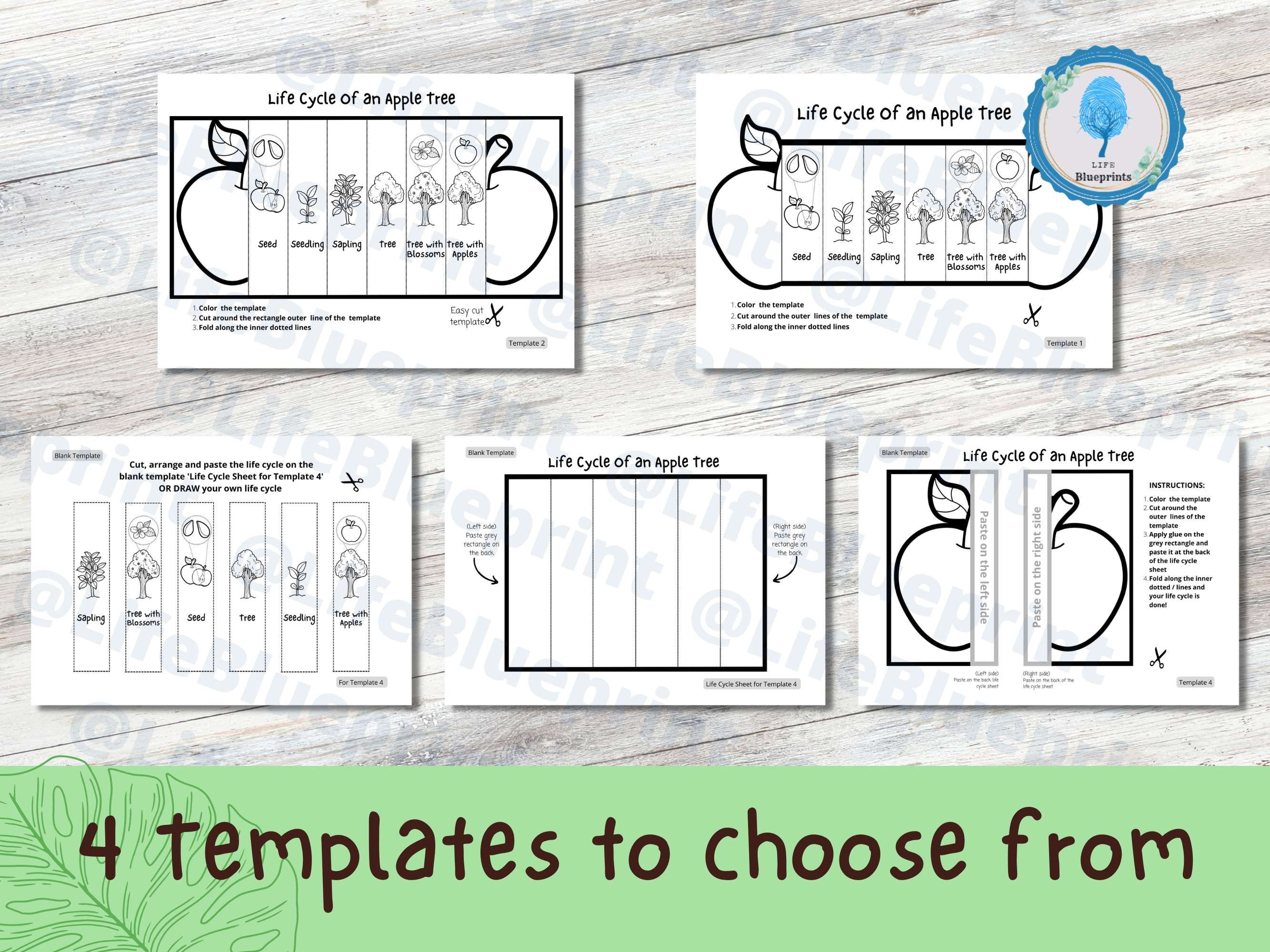 Foldable Apple Life Cycle Learning Activity for Kids | A4 and 11x8.5 ...