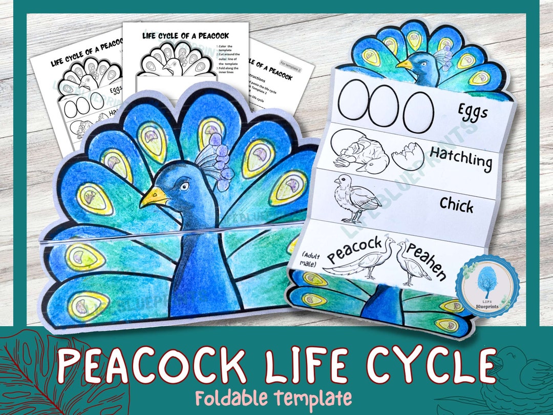 Foldable Peacock Life Cycle Learning Activity for Kids | Bird Unit ...